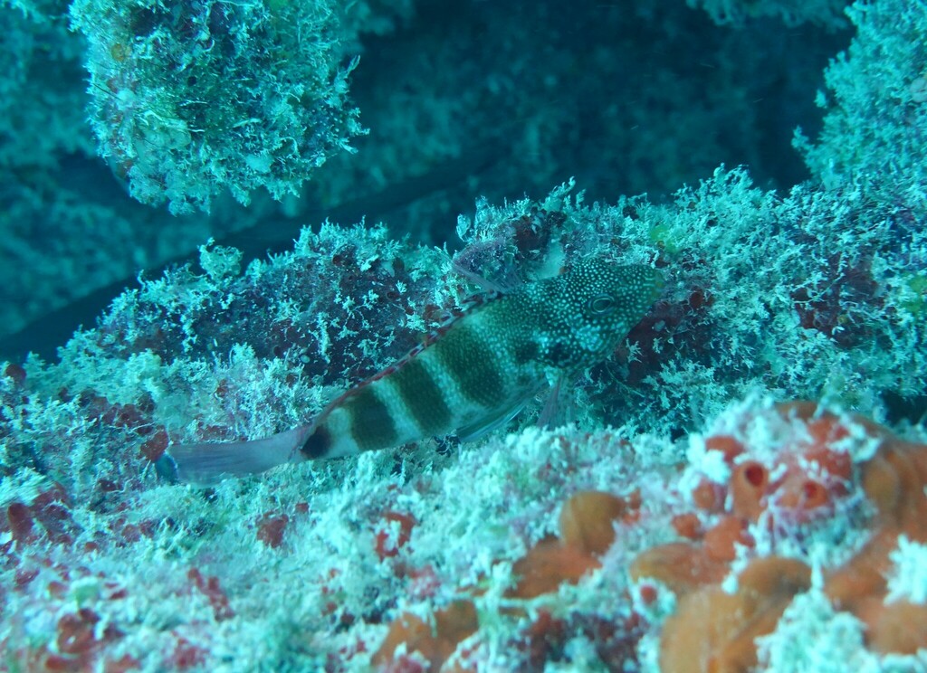 Redbarred Hawkfish from Midway, Midway Atoll, Midway Atoll National ...