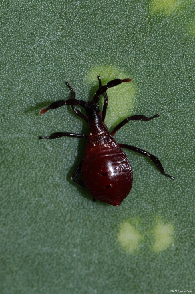 Insects in October 2022 by Ryan McDaniel. Williamson County, Texas ...