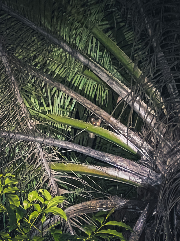 Zanzibar Servaline Genet from Parc national Jozani Chwaka Bay, Kusini ...