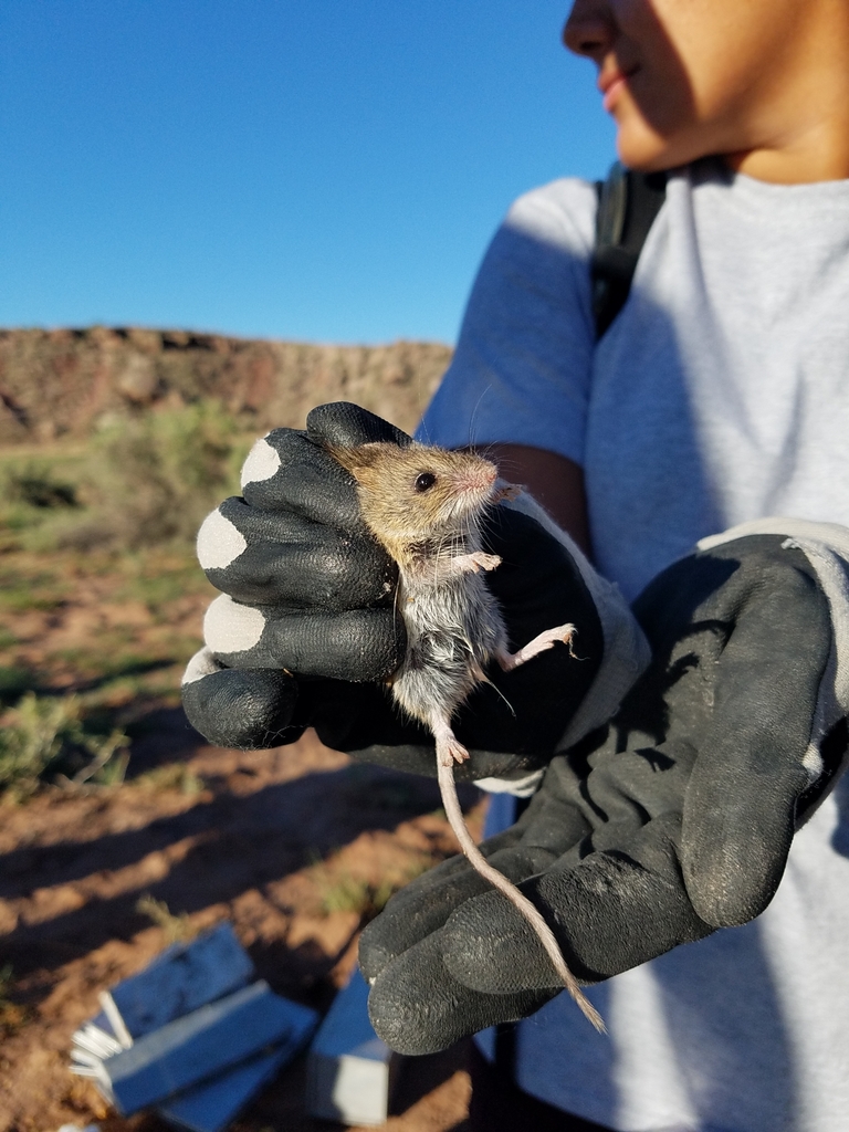 Western Harvest Mouse from Petrified Forest National Park, Apache ...