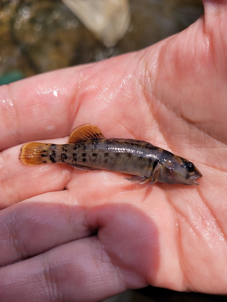 Greenbreast Darter from Gurley Creek on August 3, 2021 at 01:08 PM by ...