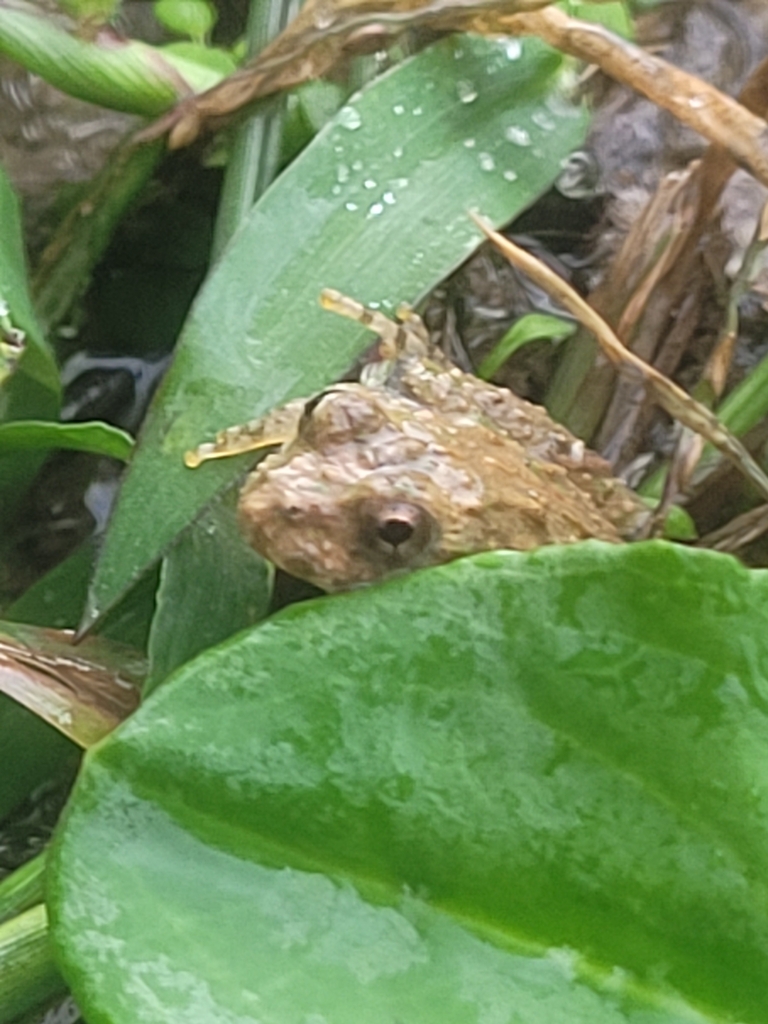 Northern Cricket Frog from Richmond, VA 23236, USA on October 17, 2022 ...