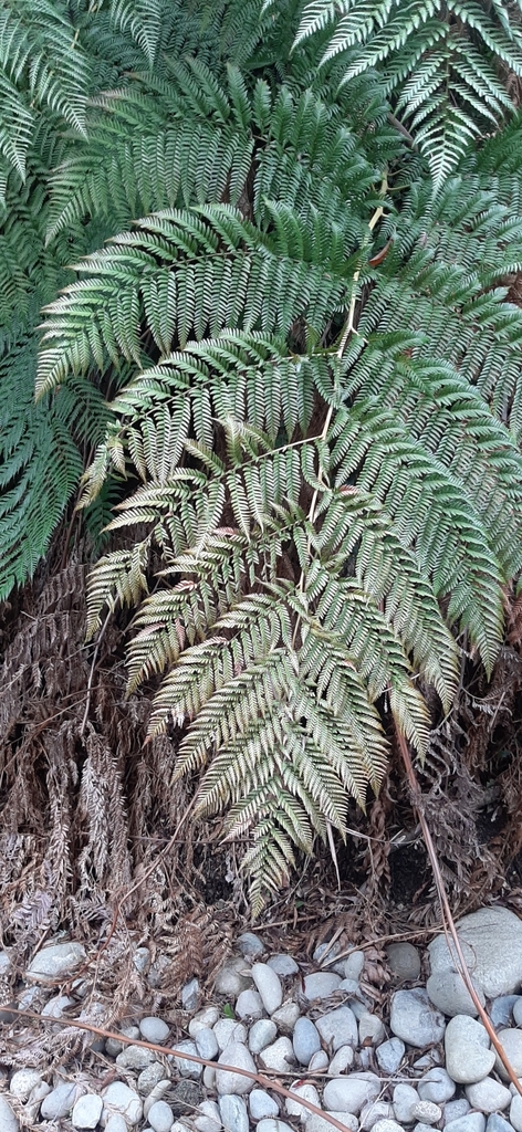 diamondleaf fern from Puerto Varas, Los Lagos, Chile on October 16 ...