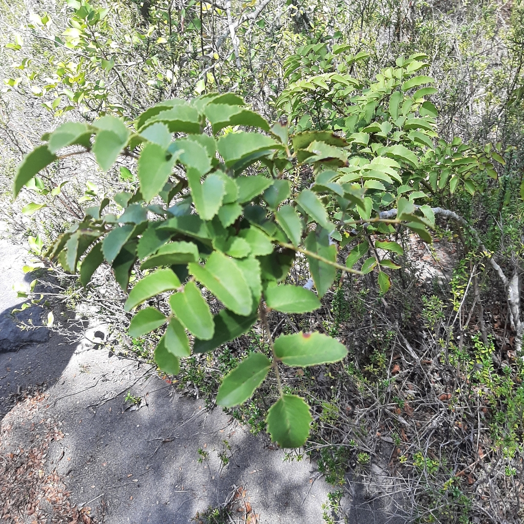 Chilean Hazel from Puerto Varas, Los Lagos, Chile on October 15, 2022 ...