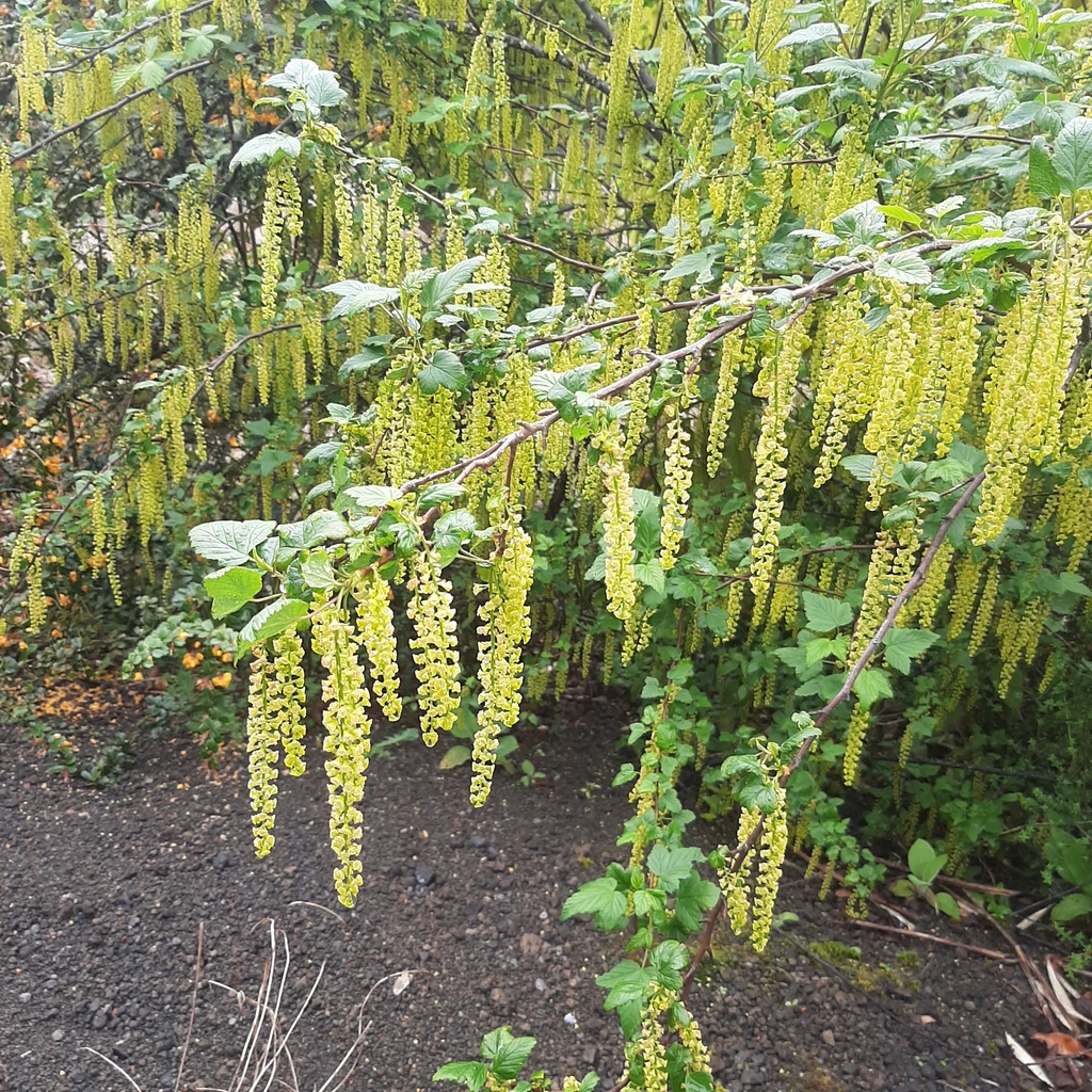 Patagonian wild currant from Puerto Varas, Los Lagos, Chile on October ...