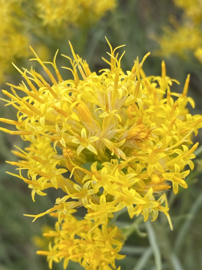 Hierba de conejo de Guadalupe desde Sawtooth National Forest, Stanley ...