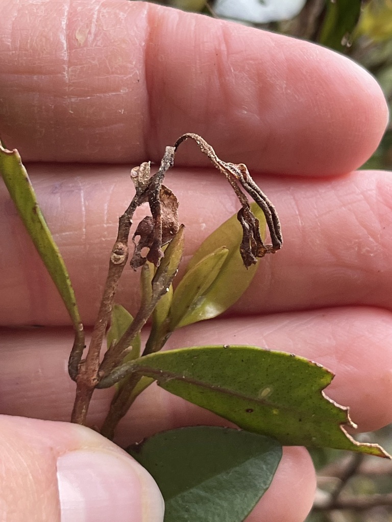 Myrtle Rust from Thames-Coromandel District, Waikato, New Zealand on ...