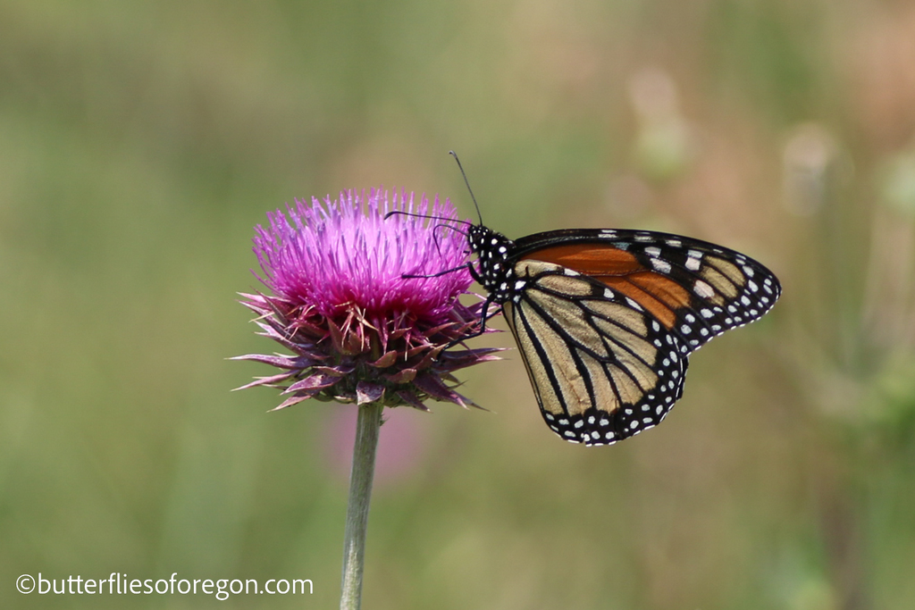 Monarch from Lake, Oregon, United States on August 6, 2014 at 11:56 PM ...
