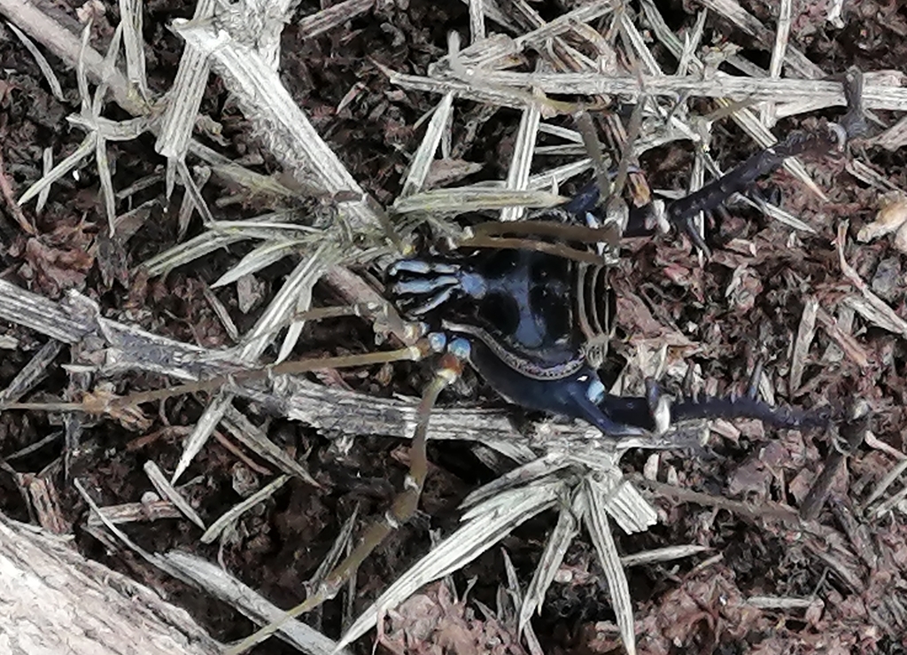 Sadocus asperatus from Chivilcoyan, Araucanía, Chile on October 16 ...