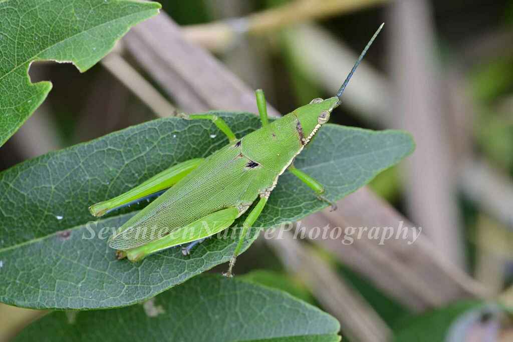 Tagasta tonkinensis from 中国福建省龙岩市新罗区 on October 06, 2022 at 12:32 PM by ...
