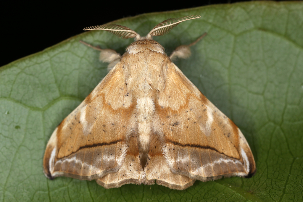 Menevia ostia from Provinz Puntarenas, Costa Rica on February 16, 2018 ...