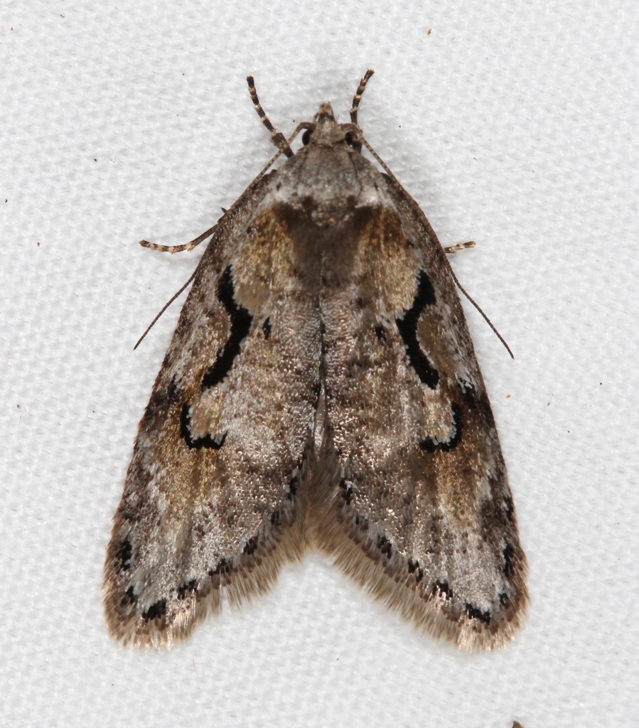 Merrick's Semioscopis in April 2022 by Dave Webb. FW length 12 mm ...