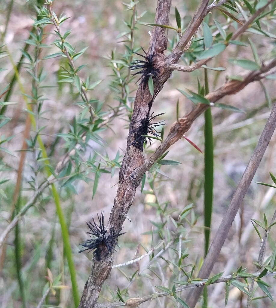 Septobasidium clelandii from Glenelg - Heywood, AU-VI, AU on October 11 ...