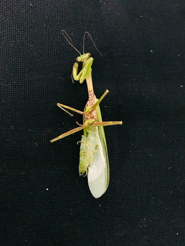 Golden-armed Mantis from Werahera South, Boralesgamuwa, Sri Lanka on ...