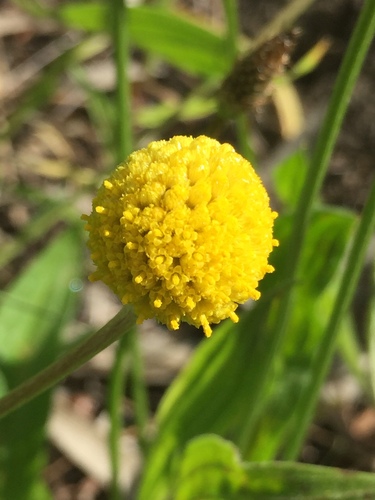 Pycnosorus chrysanthus · iNaturalist