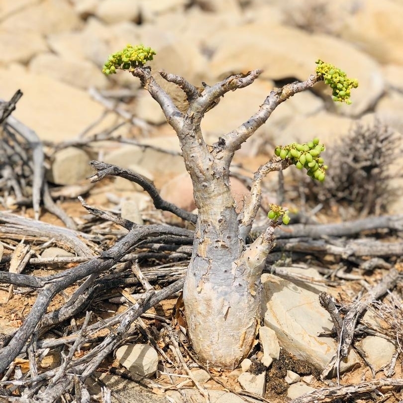 Cyphostemma betiforme from Sheekh, Somalia on February 8, 2022 by ...
