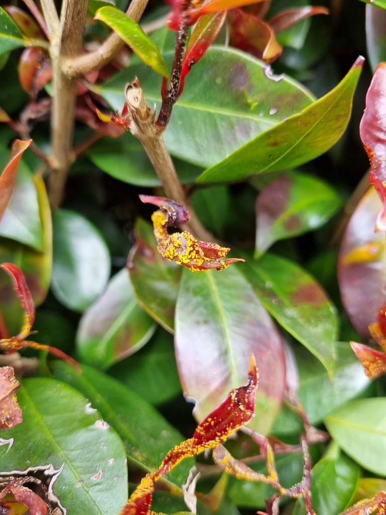 Myrtle Rust from Glenfield, Auckland, New Zealand on October 18, 2022 ...