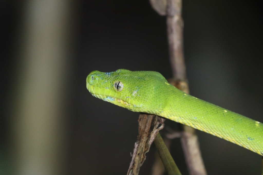 Southern Green Python from Cook, AU-QL, AU on October 2, 2022 at 10:42 ...