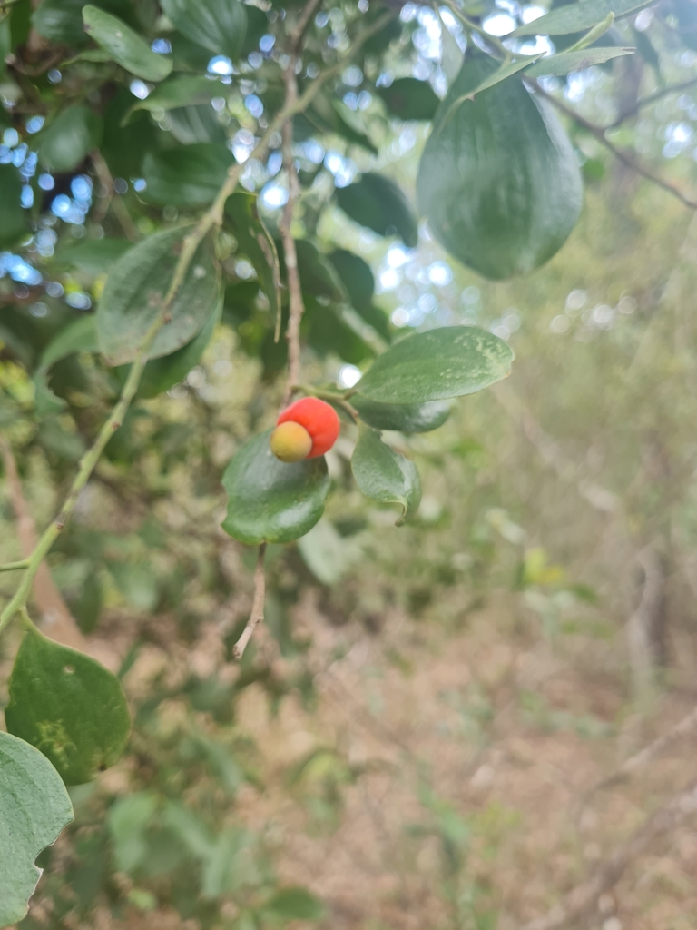Broad Leaved Native Cherry from Machans Beach QLD 4878, Australia on ...