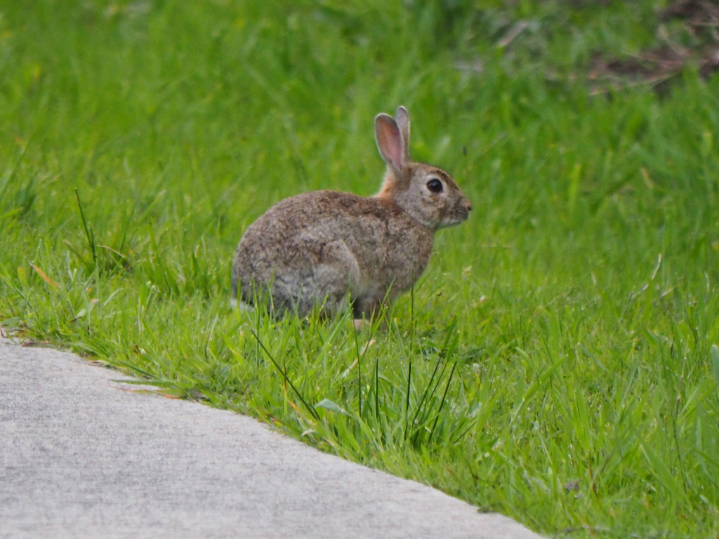 European Rabbit from Melbourne VIC, Australia on October 15, 2022 at 05 ...