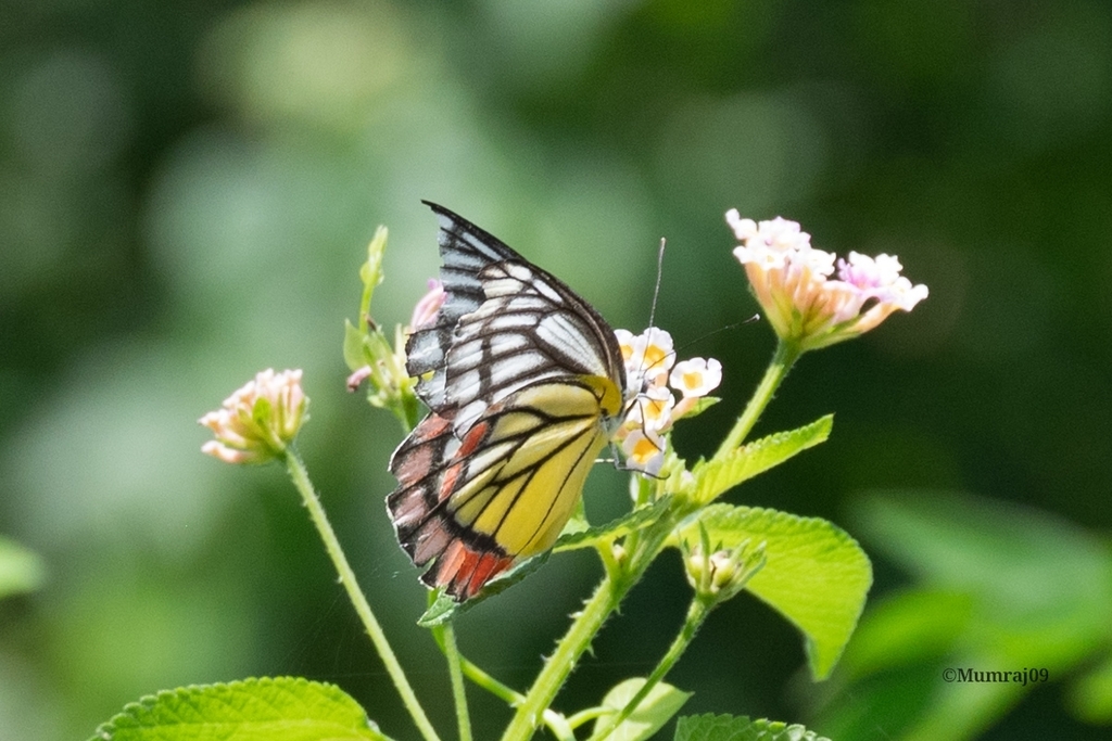 Common Jezebel from Baidyabati Dvc Khal ( Bird Watching Area ) on ...