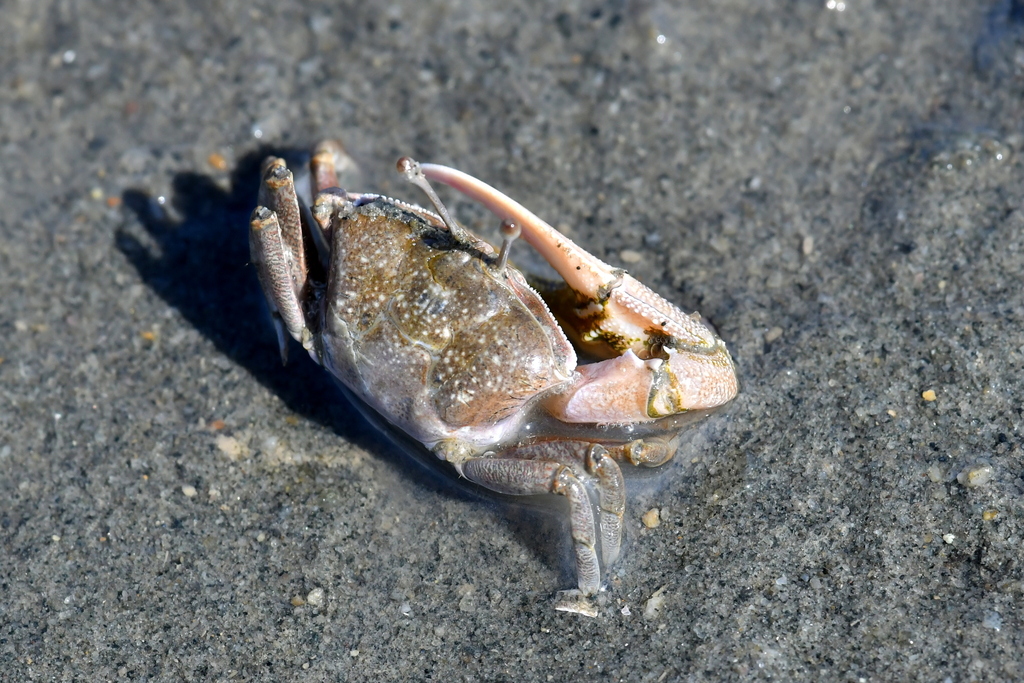 Northern Calling Fiddler Crab from 中国海南省儋州市 on January 05, 2022 at 02: ...