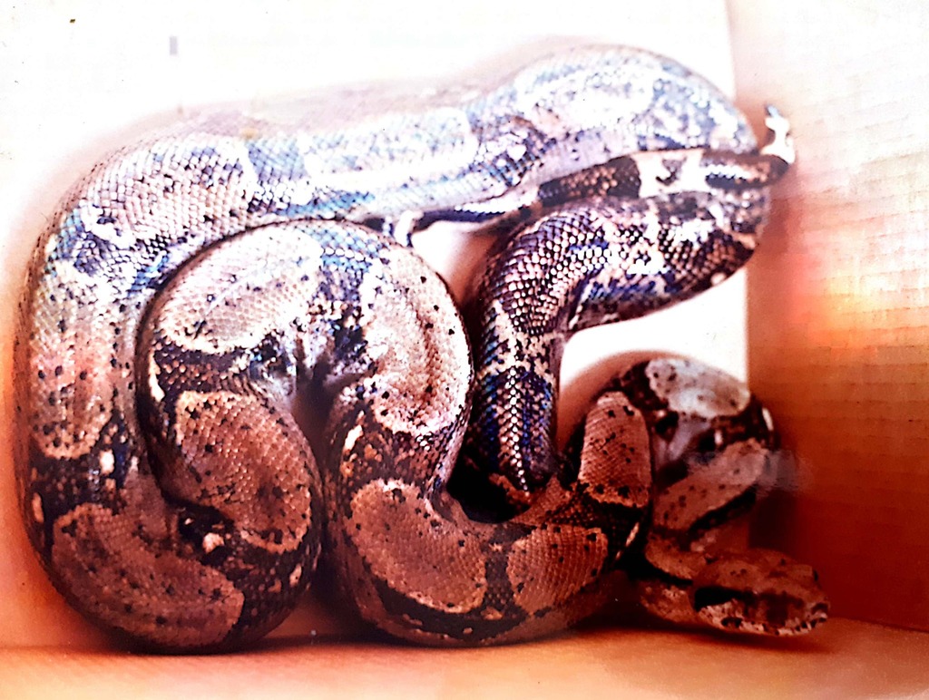 Central American Boa from Campo Chagres, Panamá on October 26, 1996 at ...