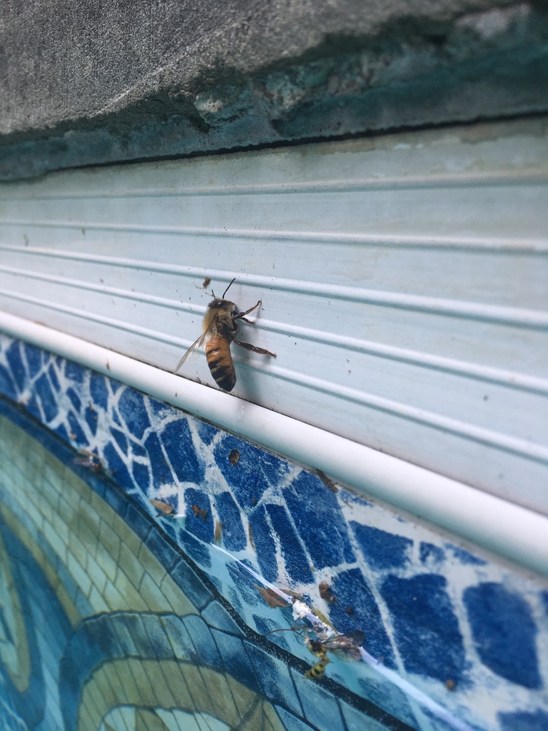 Western Honey Bee from 154 Mountain Rd, Wilton, CT, US on August 26 ...
