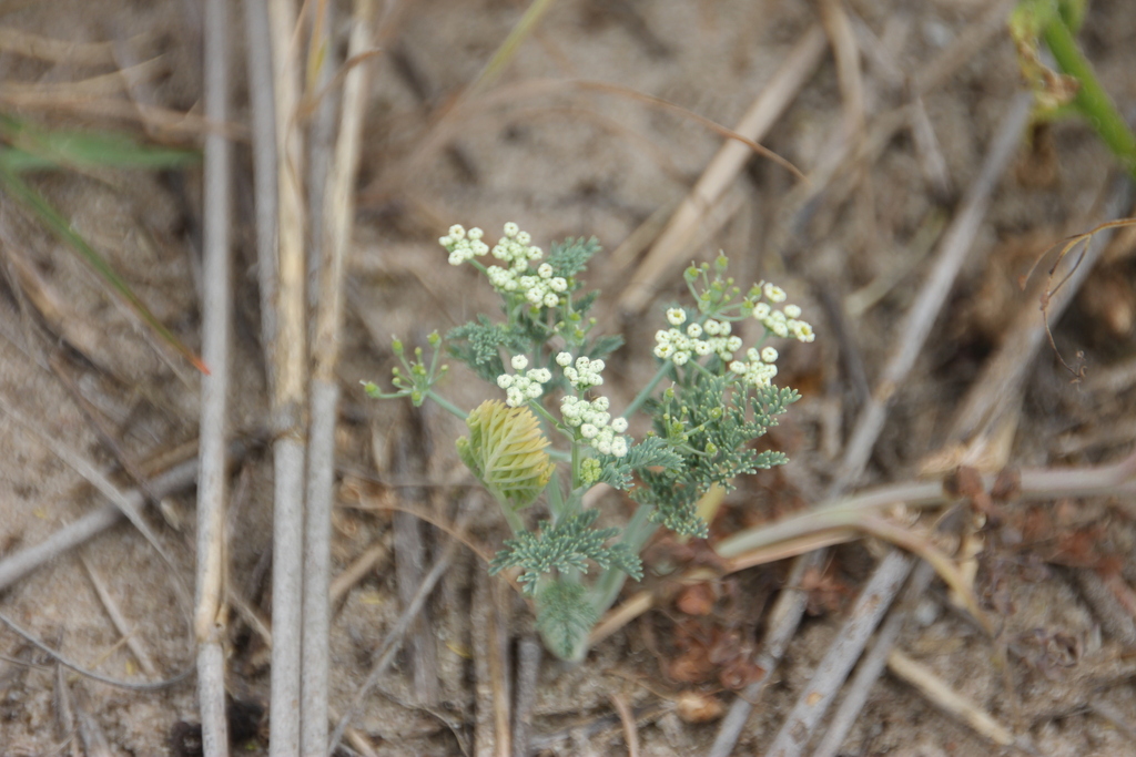 Capnophyllum africanum from Cape Flats Nature Reserve, Bellville, Cape ...