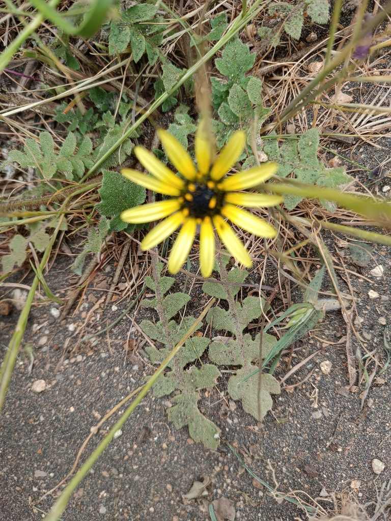 Capeweed from Pichilemu, O'Higgins, Chile on October 18, 2022 at 12:53 ...