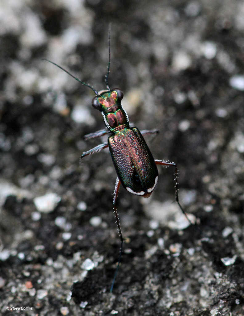 Miami Tiger Beetle in June 2016 by Steve Collins. Cicindela floridana ...