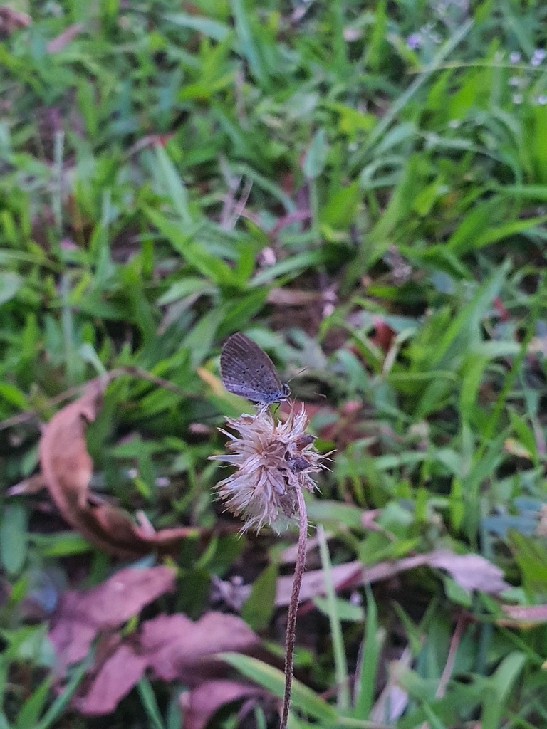 Lesser Grass Blue from Central, SG on October 18, 2022 at 06:49 PM by ...