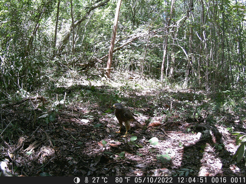 Roadside Hawk from Hecelchakán, Camp., México on October 5, 2022 at 12: ...