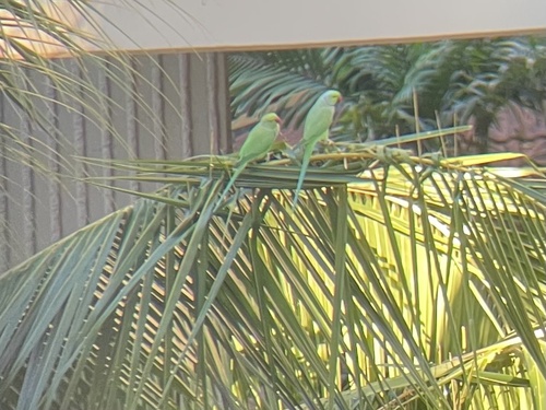 Observations by stephasaurus · iNaturalist