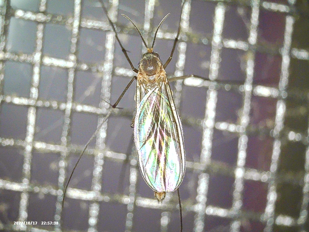 Fungus Gnats and Gall Midges from 11 Windy Ridge Rd, Warren, CT 06754 ...