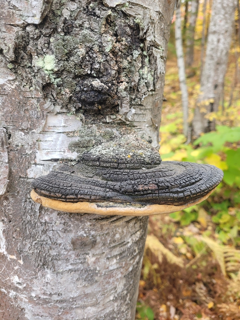 Phellinus nigricans from Hunters Park, Duluth, MN, USA on October 9 ...