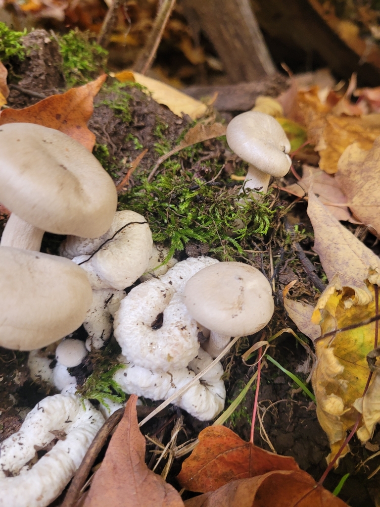 Aborted entoloma from Hunters Park, Duluth, MN, USA on October 09, 2022 ...