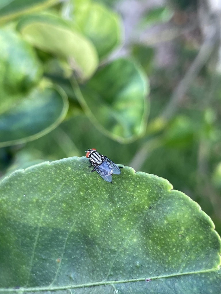 Calyptrate Flies from Puerto Rico, Corozal, Puerto Rico, US on October ...