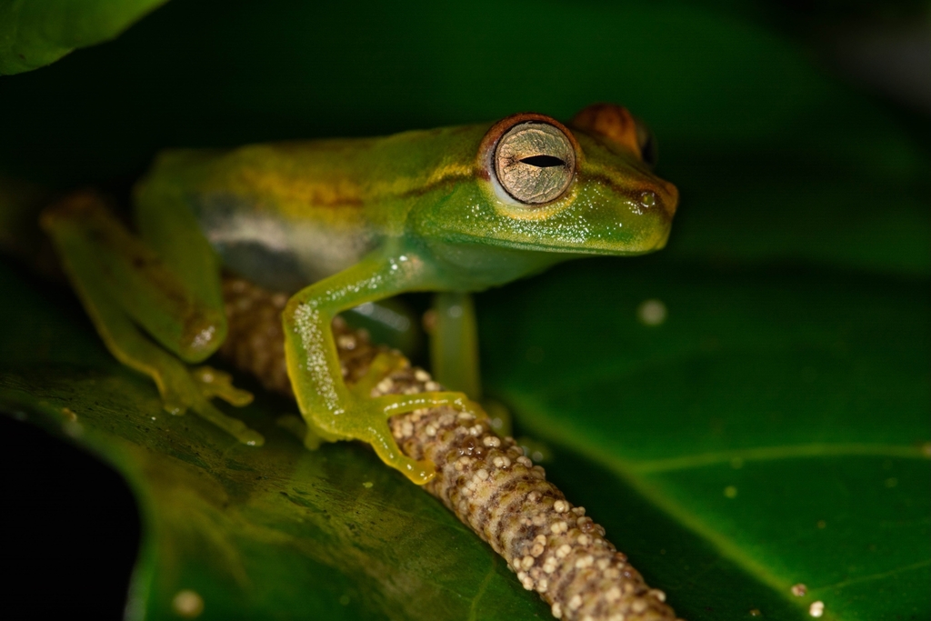 Polka-dot Tree Frog from Maynas, PE-LO, PE on June 26, 2022 at 11:28 PM ...