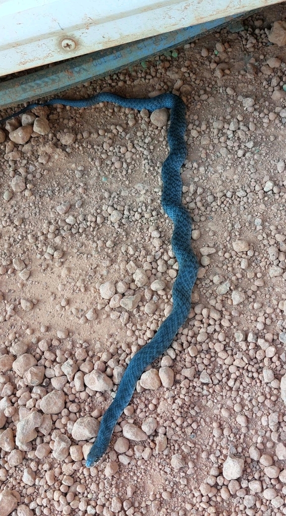 Common keelback from Mission River QLD 4874, Australia on October 19 ...