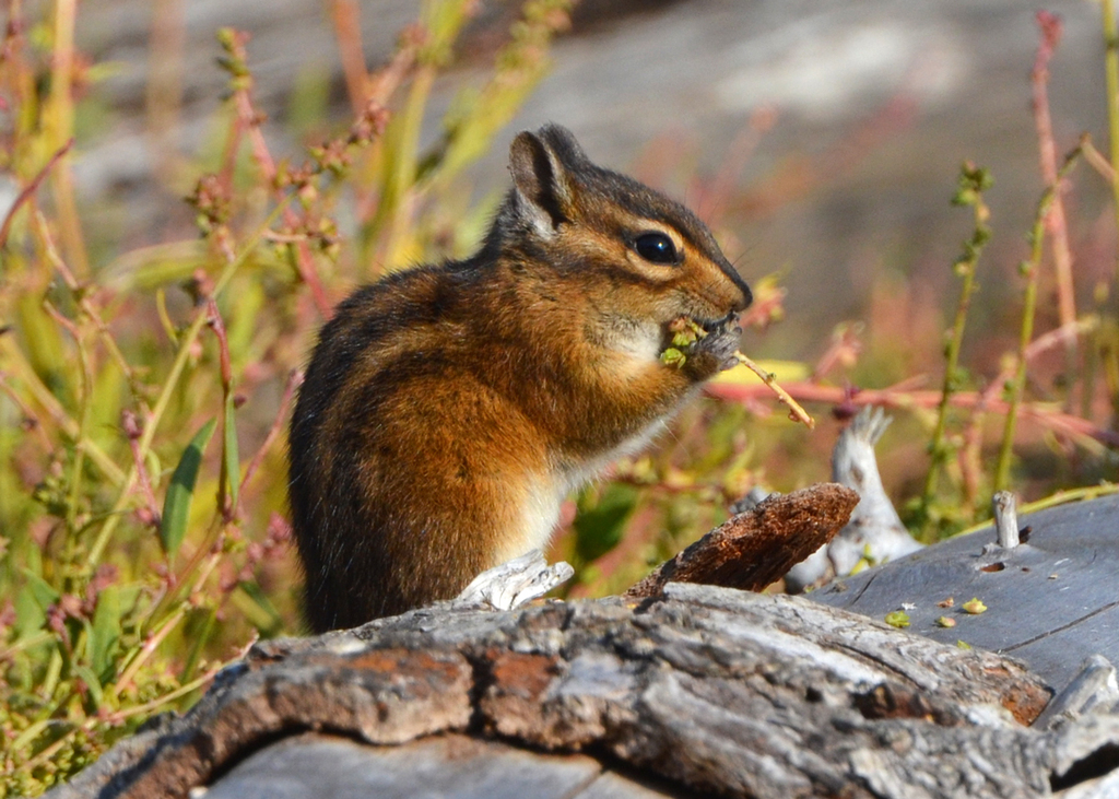Townsend's Chipmunk from Skagit County, WA, USA on October 18, 2022 at ...