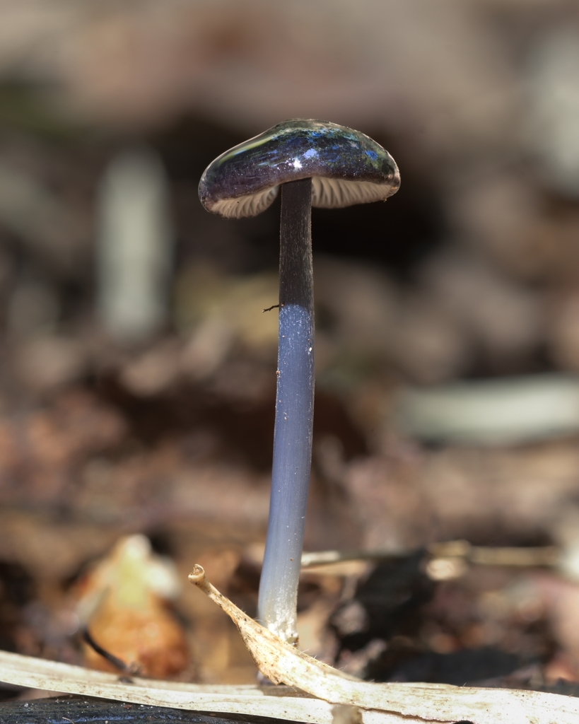 Indigo Pinkgill from Concepción, Bío Bío, Chile on October 12, 2022 at ...