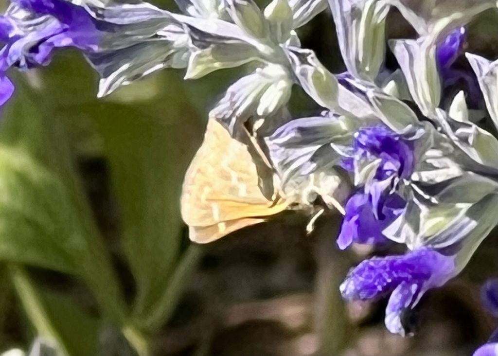 Green Skipper from Coneflower Dr, Spring Branch, TX, US on October 18 ...