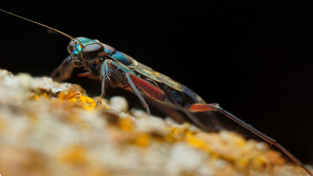 Iridescent Bark Mantis from Semenyih on September 12, 2015 by Kean Leng ...