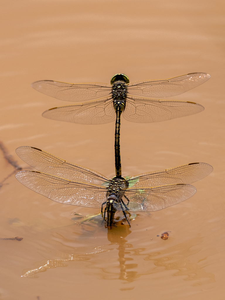 Australian Emperor from Broken Hill NSW 2880, Australia on October 17 ...