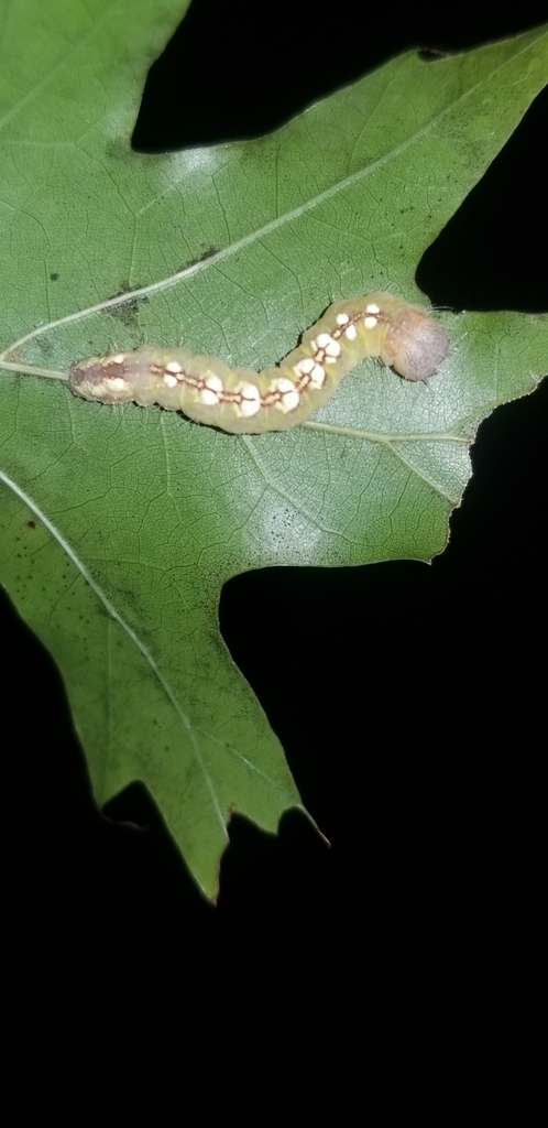 Eclipsed Oak Dagger from Bear Creek Township, PA, USA on September 16 ...