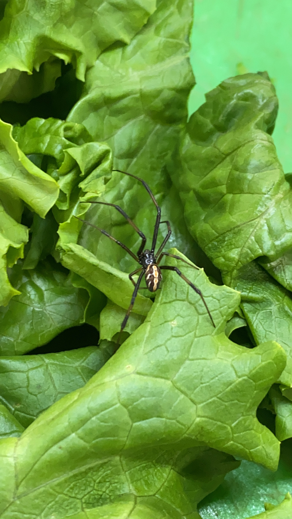 Widow Spiders from Birmingham on October 18, 2022 at 08:14 AM by Kyouko ...