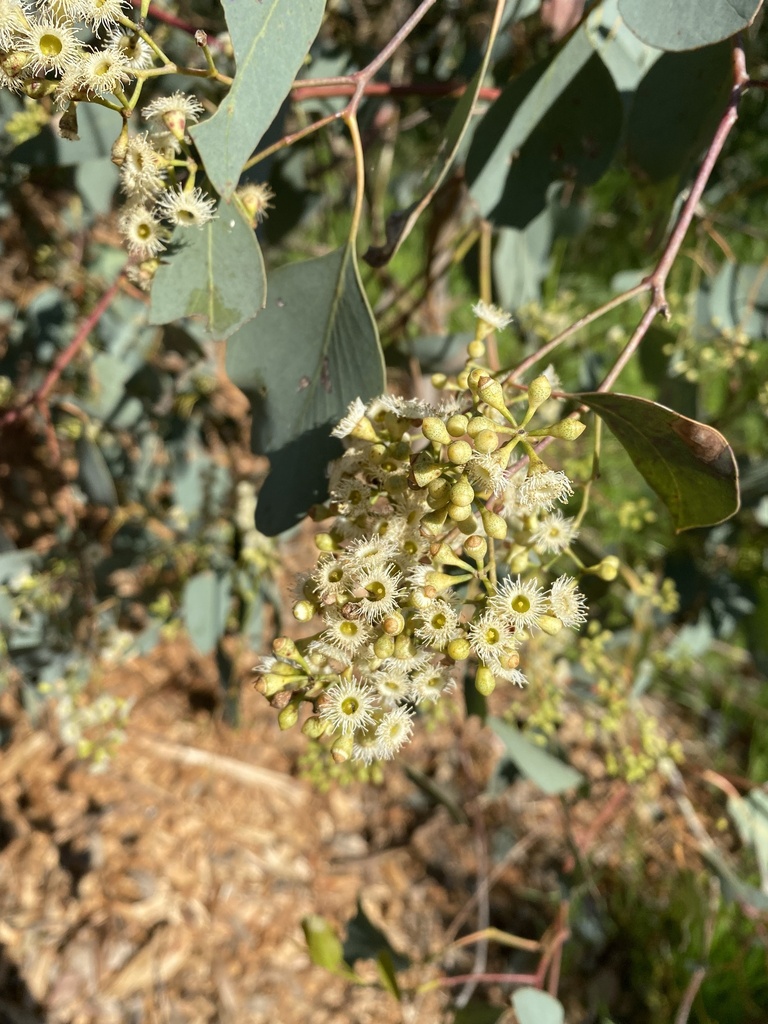 Silver Dollar Gum from Lehmans Rd, Talgarno, VIC, AU on October 19 ...