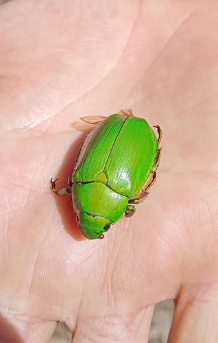 Chrysina juxtaprasina · iNaturalist