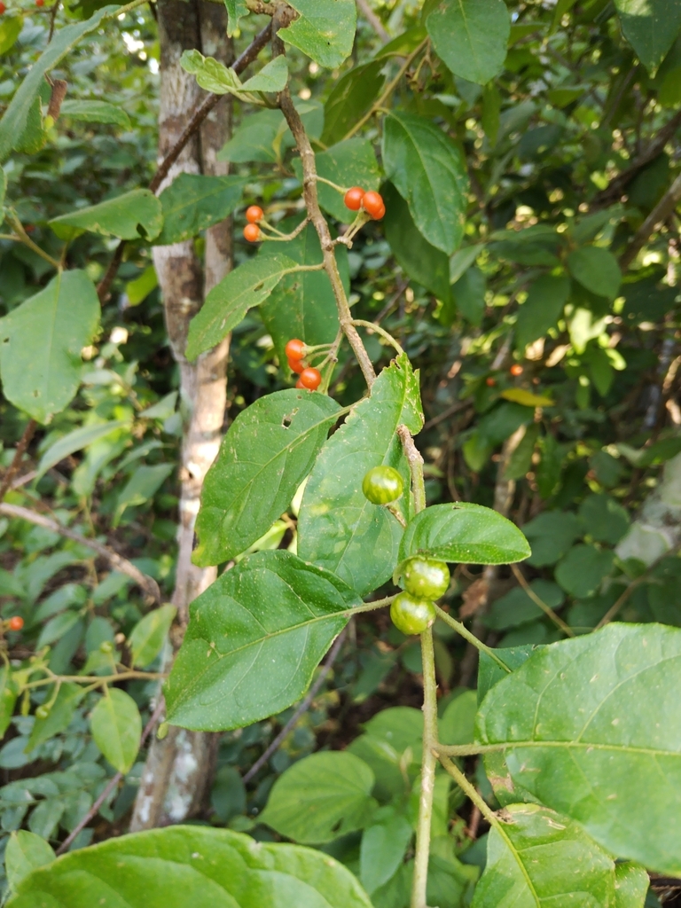 Spiny Hackberry in September 2022 by Jose Alberto Meza · iNaturalist
